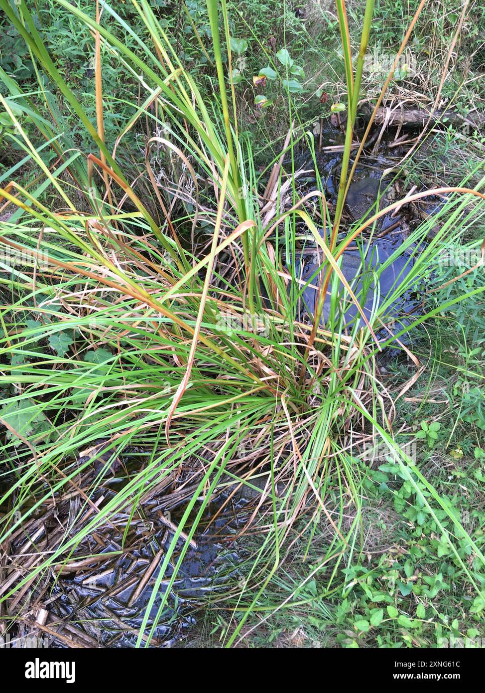 woolgrass (Scirpus cyperinus) Plantae Stock Photo - Alamy