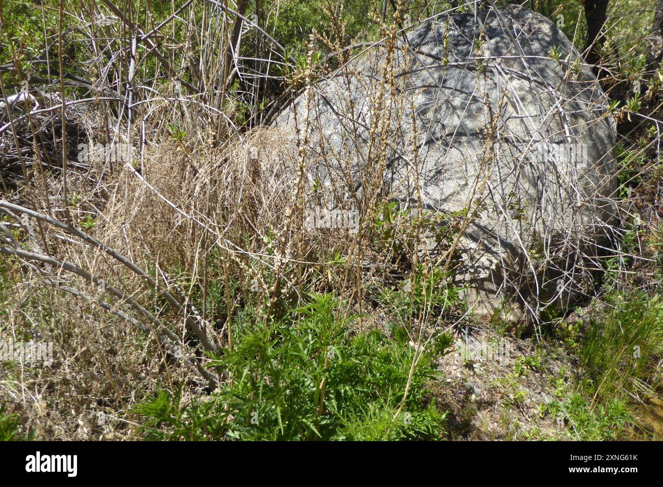 durango root (Datisca glomerata) Plantae Stock Photo - Alamy