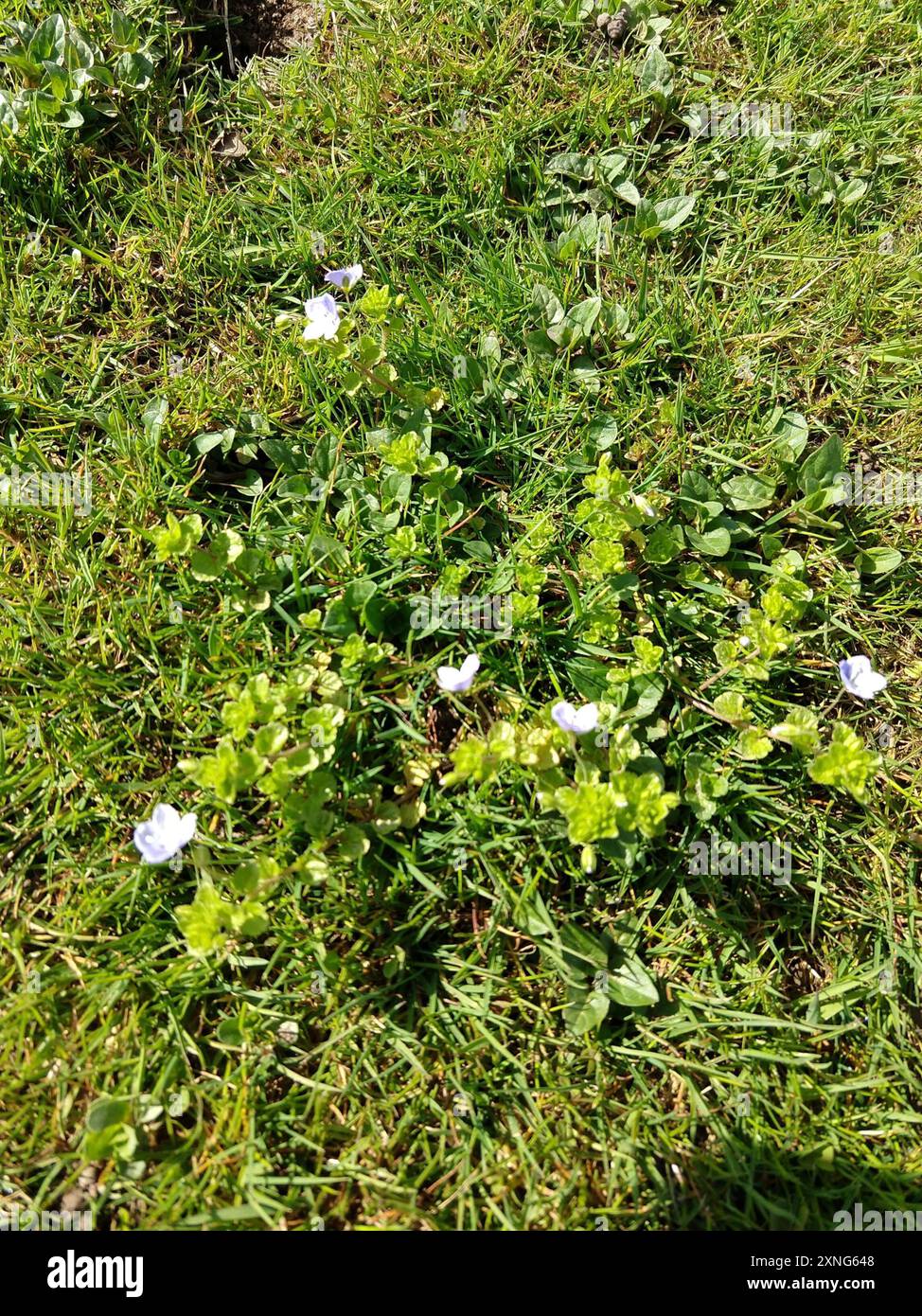 Slender speedwell (Veronica filiformis) Plantae Stock Photo - Alamy
