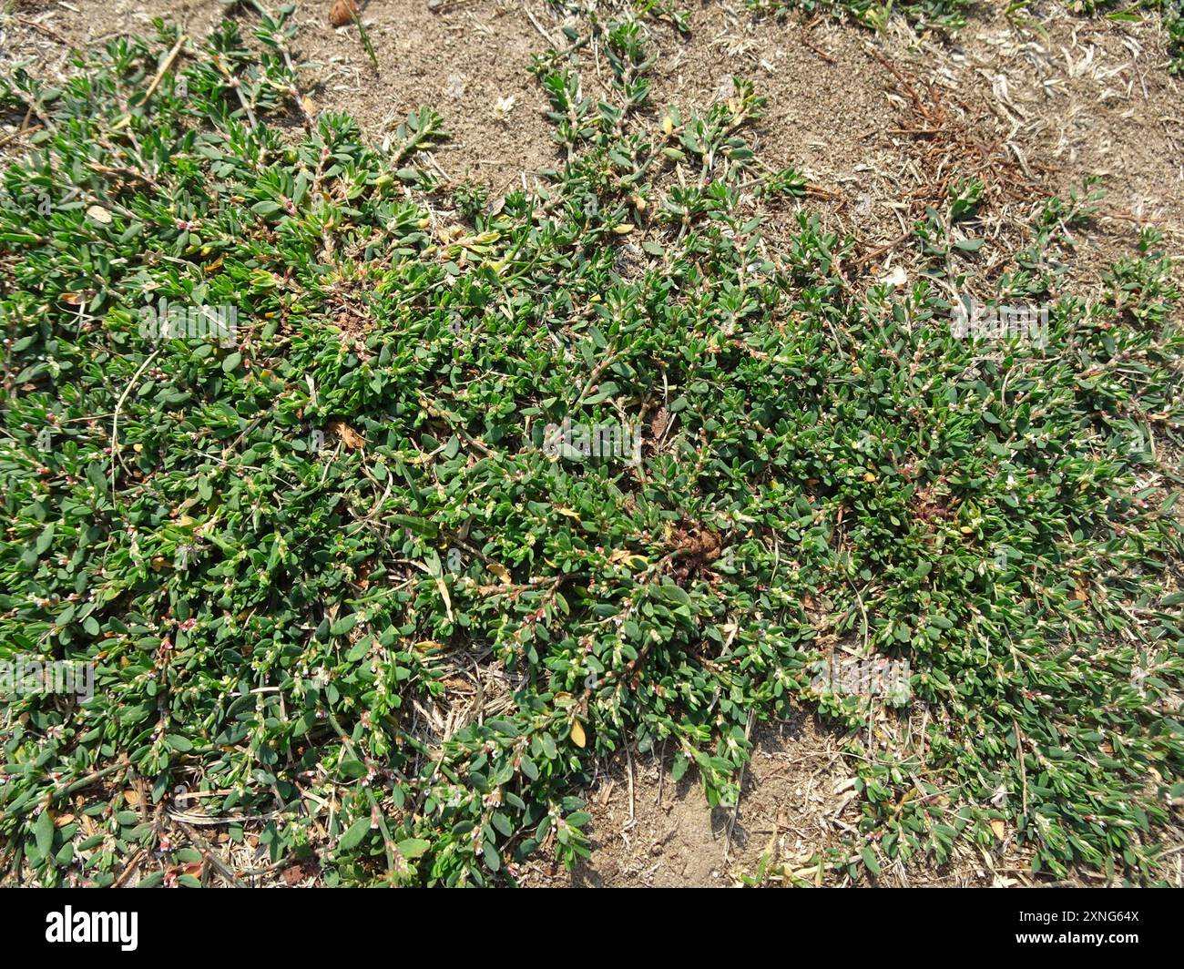 Oval Leaf Knotweed (Polygonum arenastrum) Plantae Stock Photo - Alamy