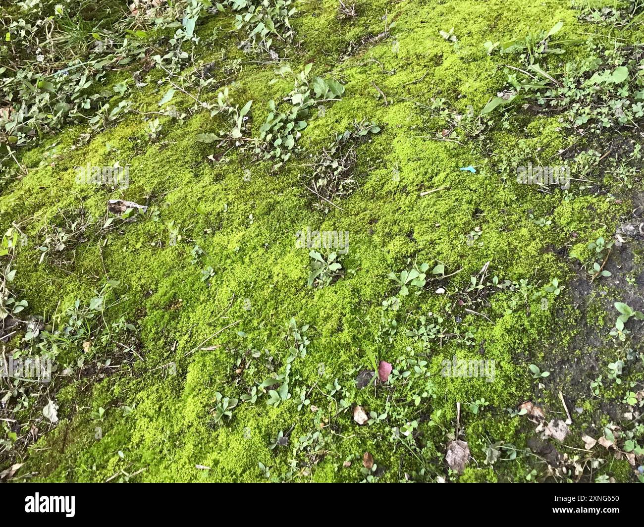 Green-tufted Stubble Moss (Weissia controversa) Plantae Stock Photo - Alamy