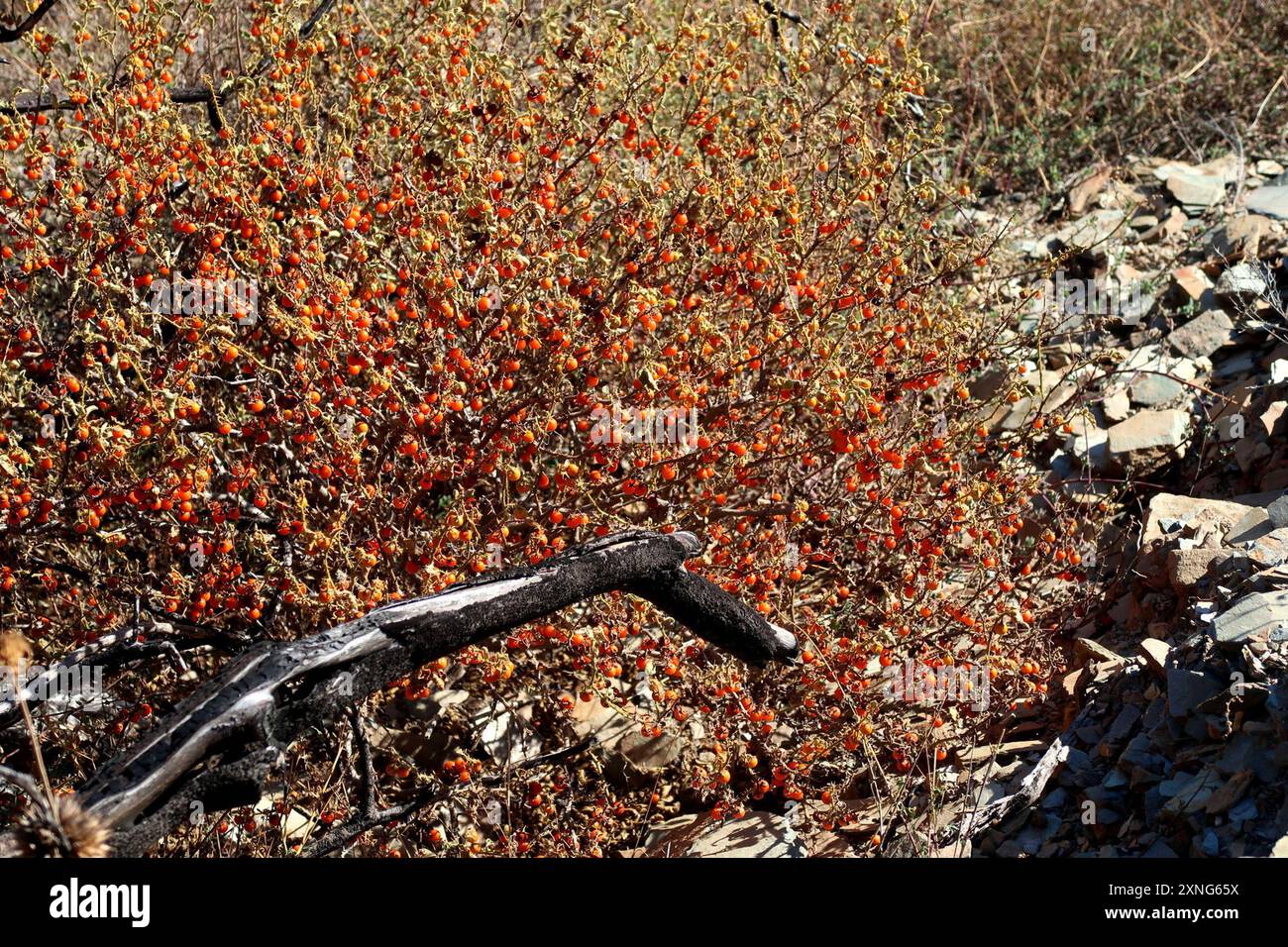 Common Snake-apple (Solanum tomentosum) Plantae Stock Photo - Alamy