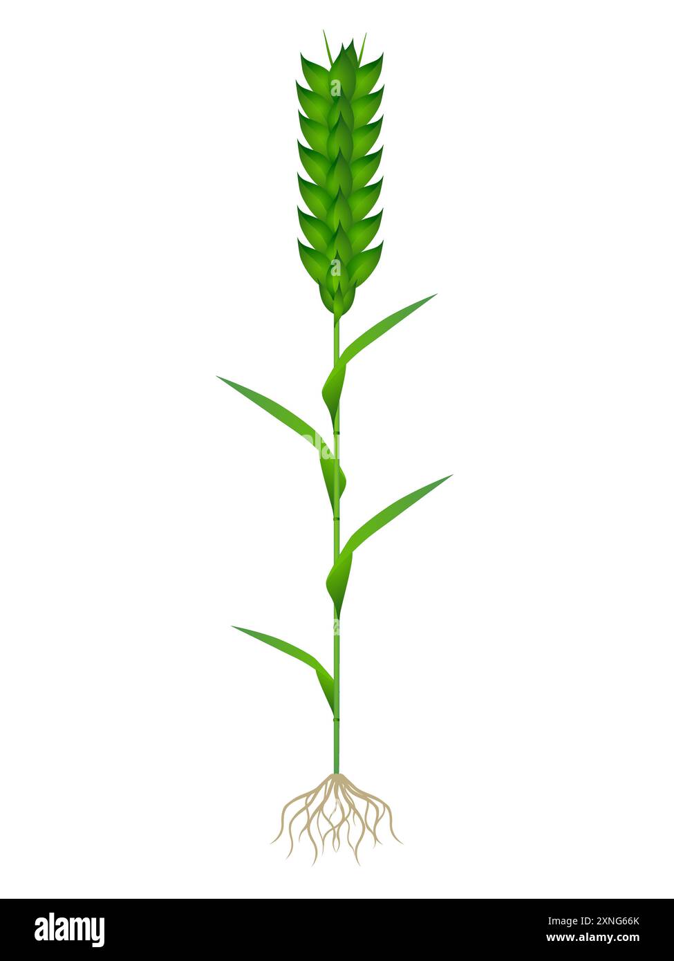 Plant of green wheat with roots isolated on white background Stock ...