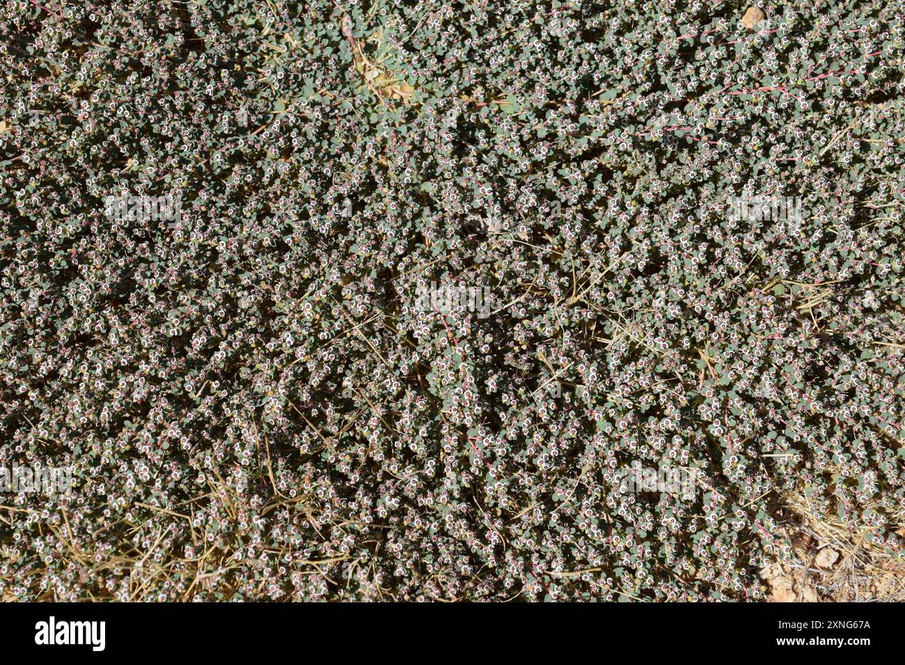 smallseed sandmat (Euphorbia polycarpa) Plantae Stock Photo - Alamy