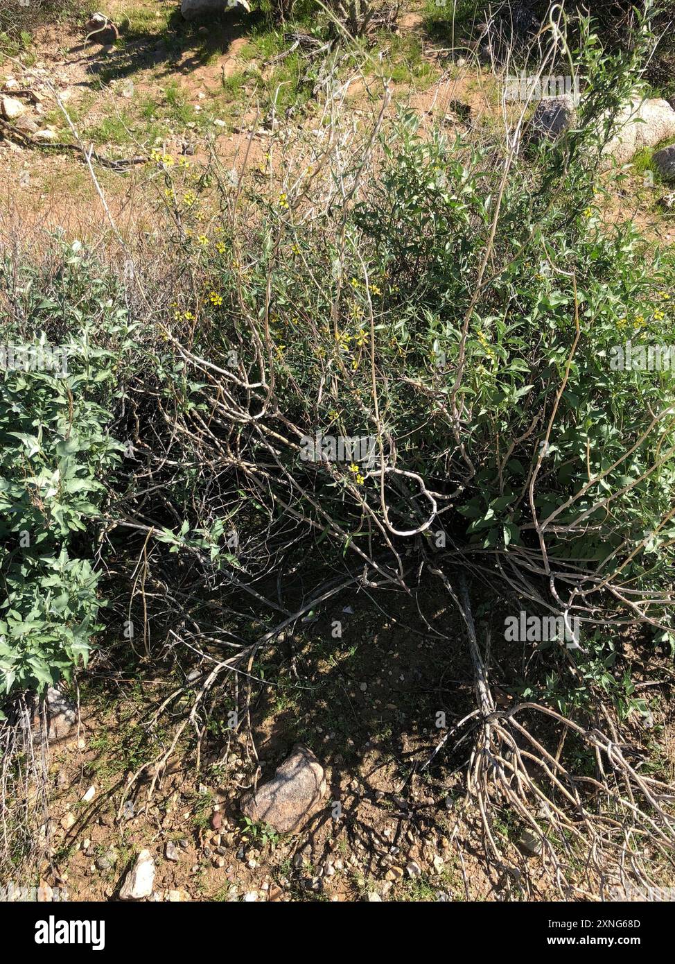 slender janusia (Janusia gracilis) Plantae Stock Photo - Alamy