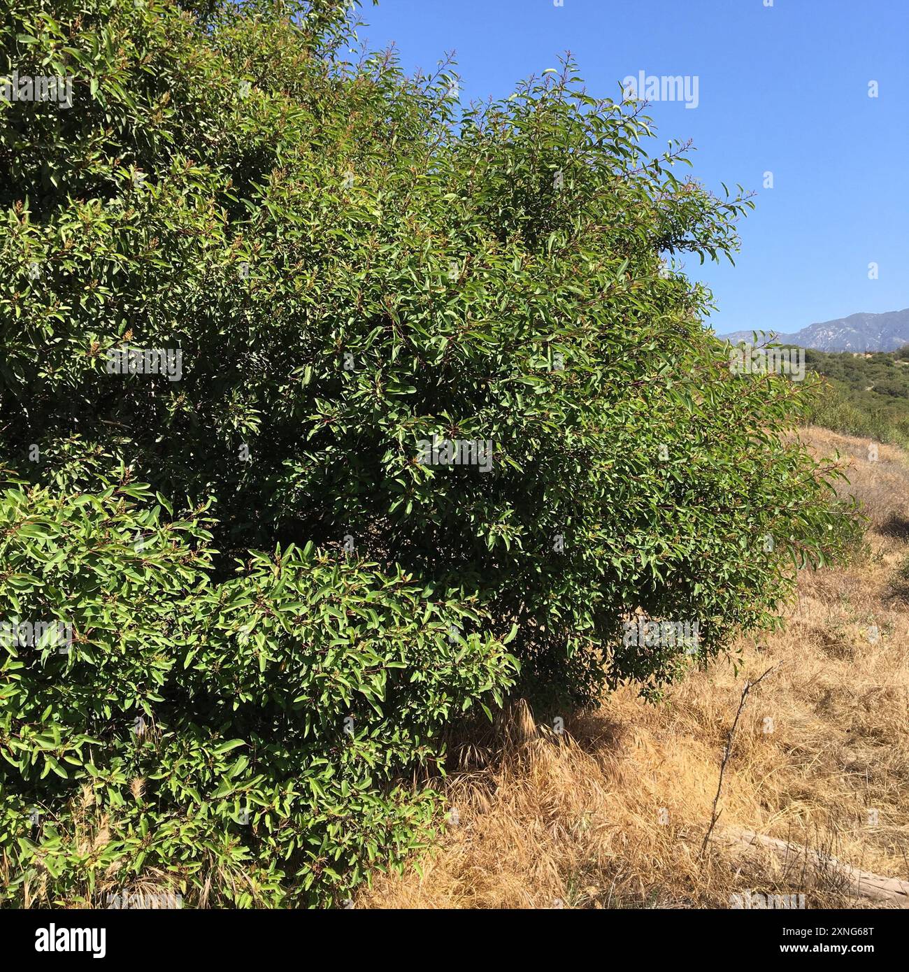 laurel sumac (Malosma laurina) Plantae Stock Photo - Alamy
