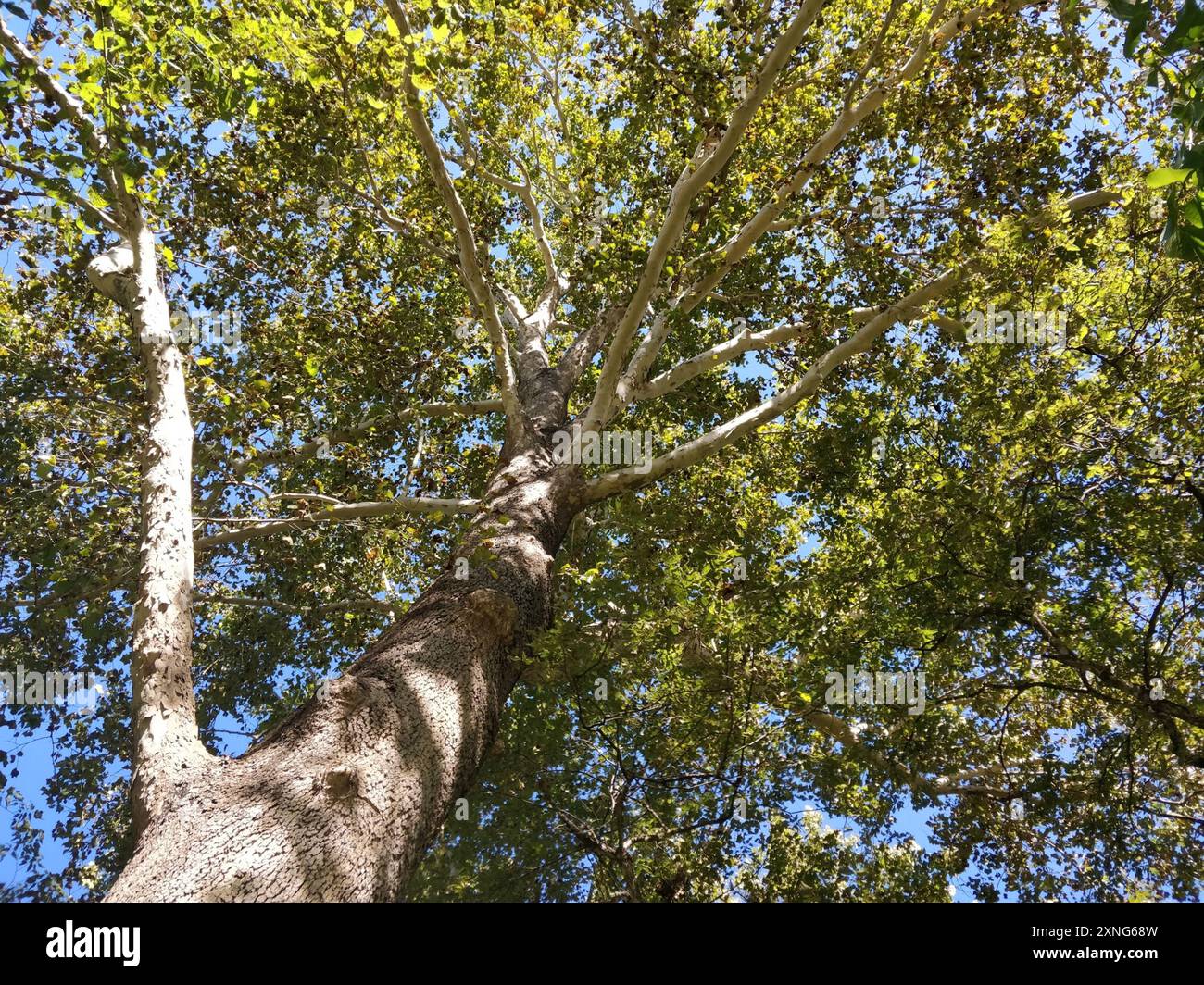 American sycamore (Platanus occidentalis) Plantae Stock Photo - Alamy
