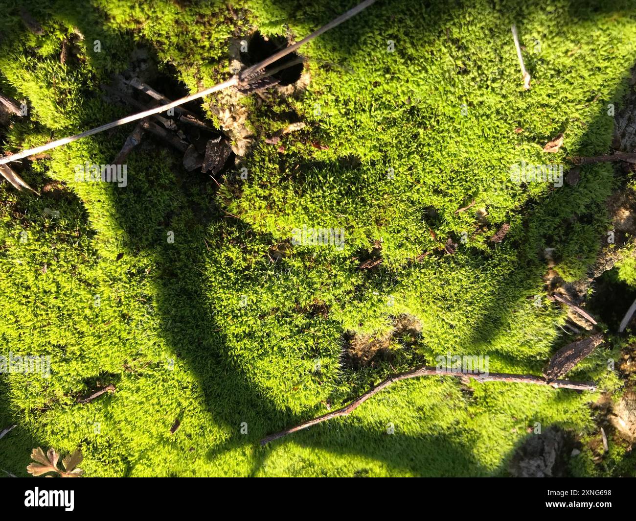 Green-tufted Stubble Moss (Weissia controversa) Plantae Stock Photo - Alamy