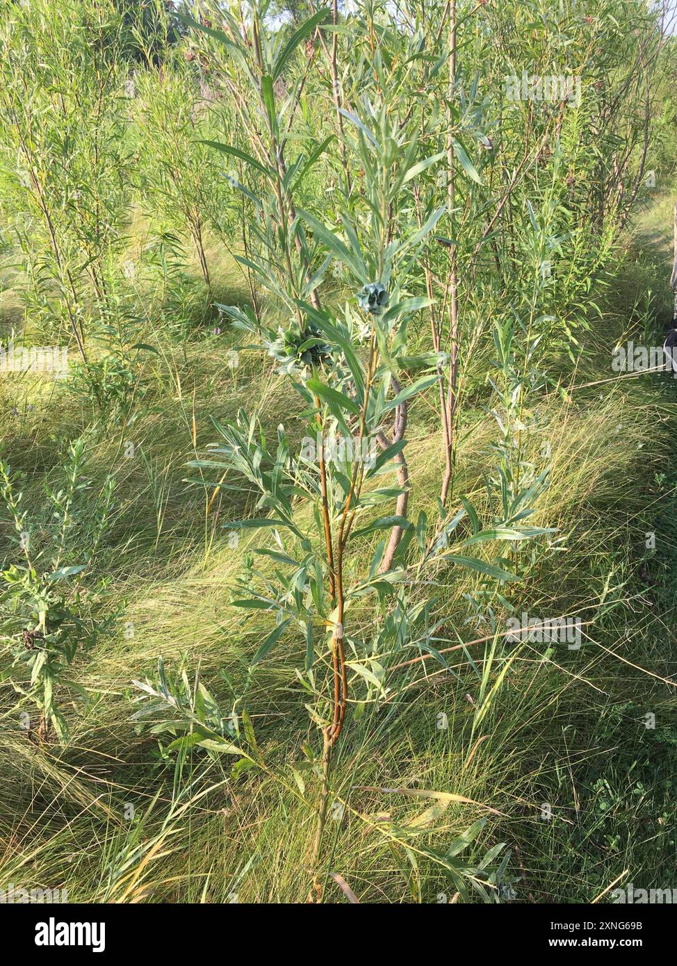 interior sandbar willow (Salix interior) Plantae Stock Photo - Alamy