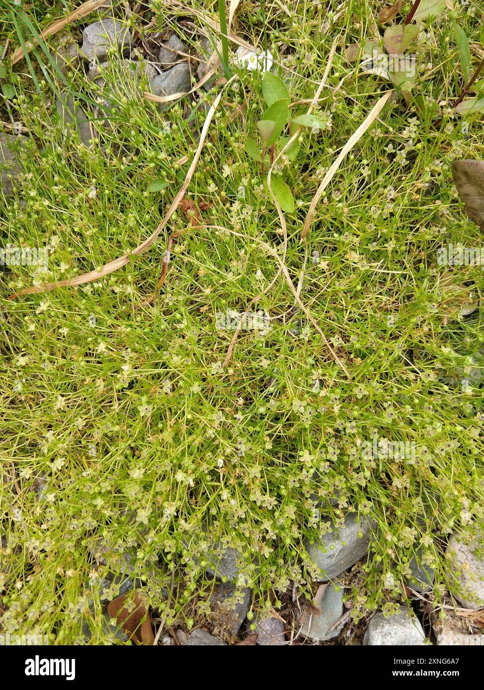 Procumbent Pearlwort (Sagina procumbens) Plantae Stock Photo - Alamy