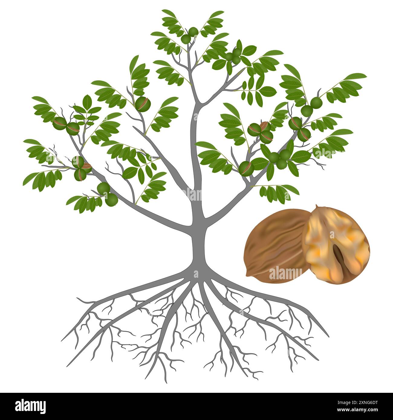 Tree of a walnut with roots and ripe fruits on a white background Stock ...
