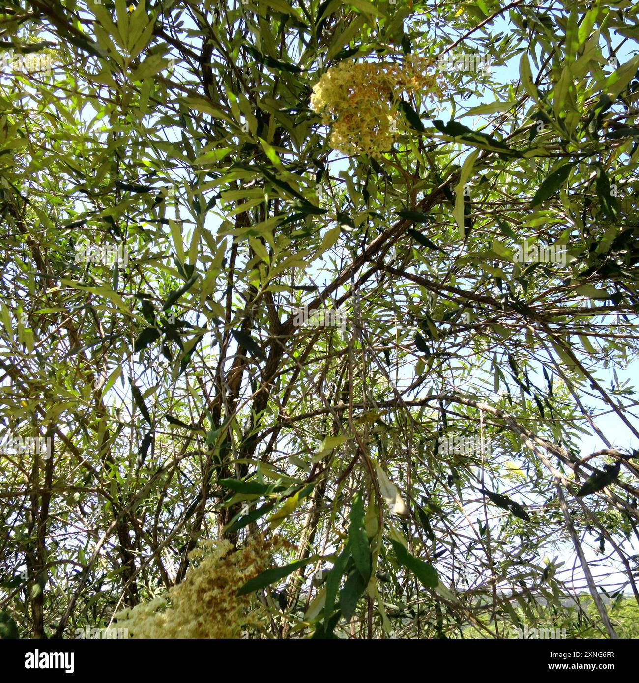 False Olive (Buddleja saligna) Plantae Stock Photo - Alamy