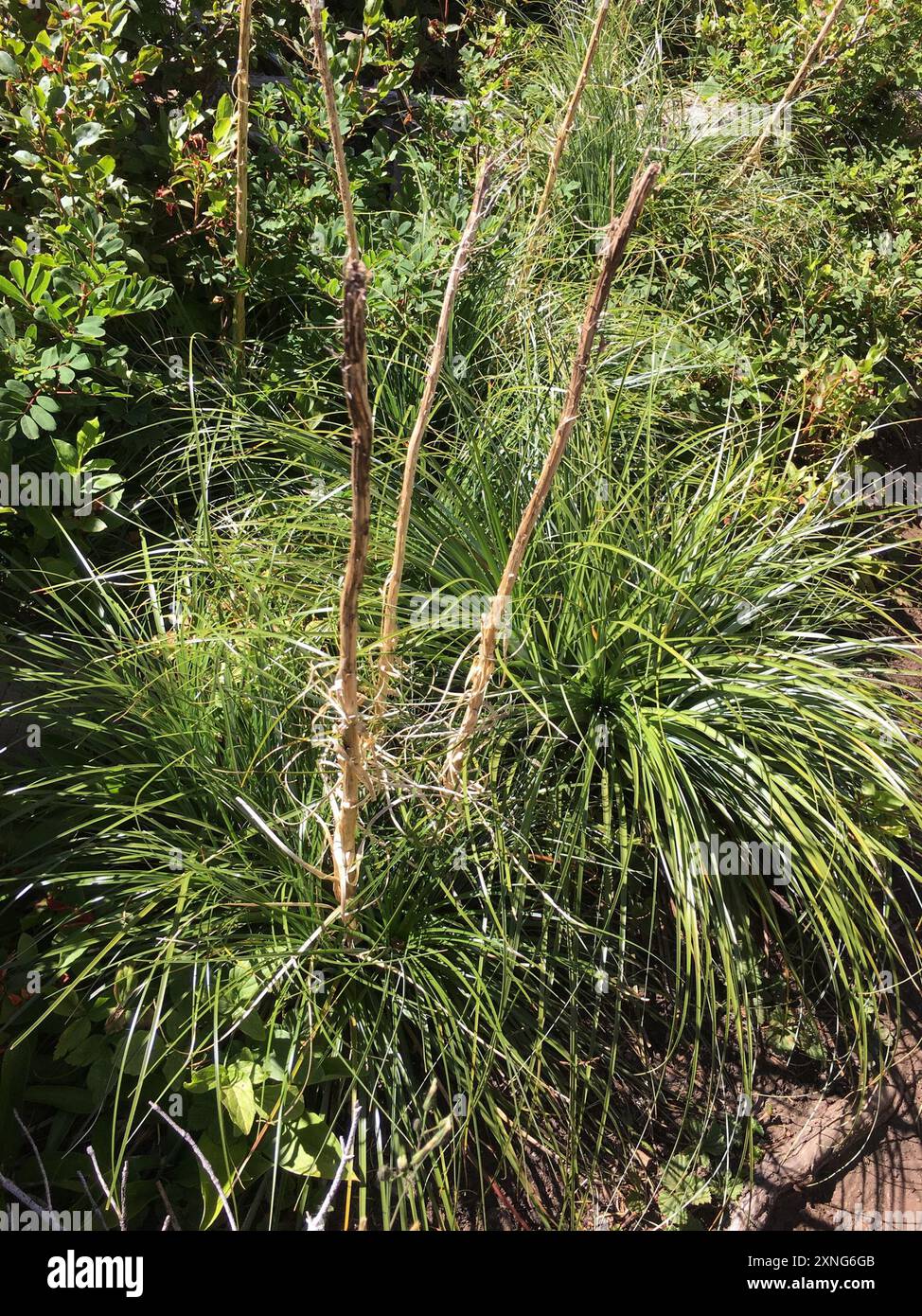 common beargrass (Xerophyllum tenax) Plantae Stock Photo - Alamy