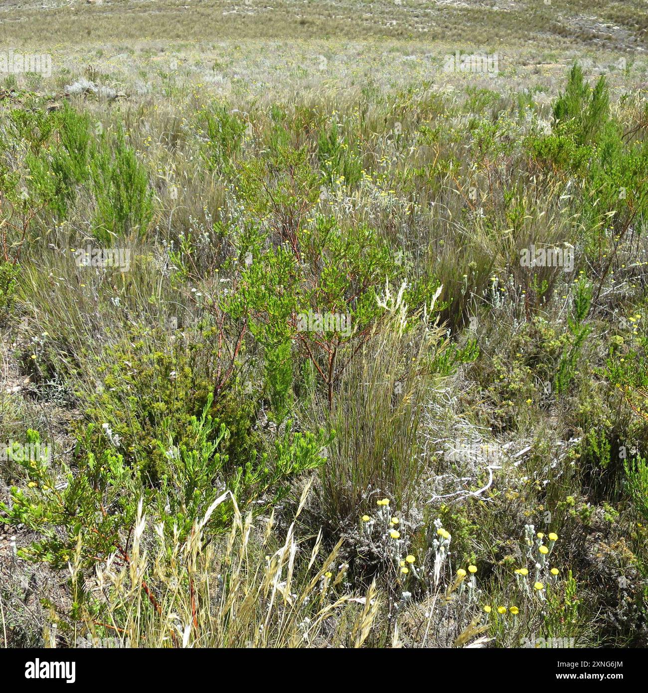Shaleband Honeybush (Cyclopia plicata) Plantae Stock Photo - Alamy