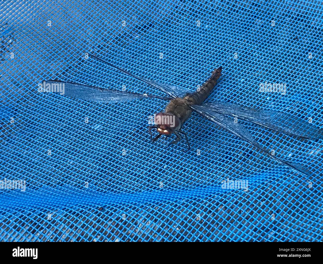 Spot-winged Glider (Pantala hymenaea) Insecta Stock Photo - Alamy