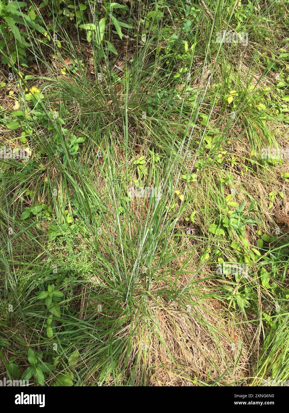 grasses (Poaceae) Plantae Stock Photo - Alamy