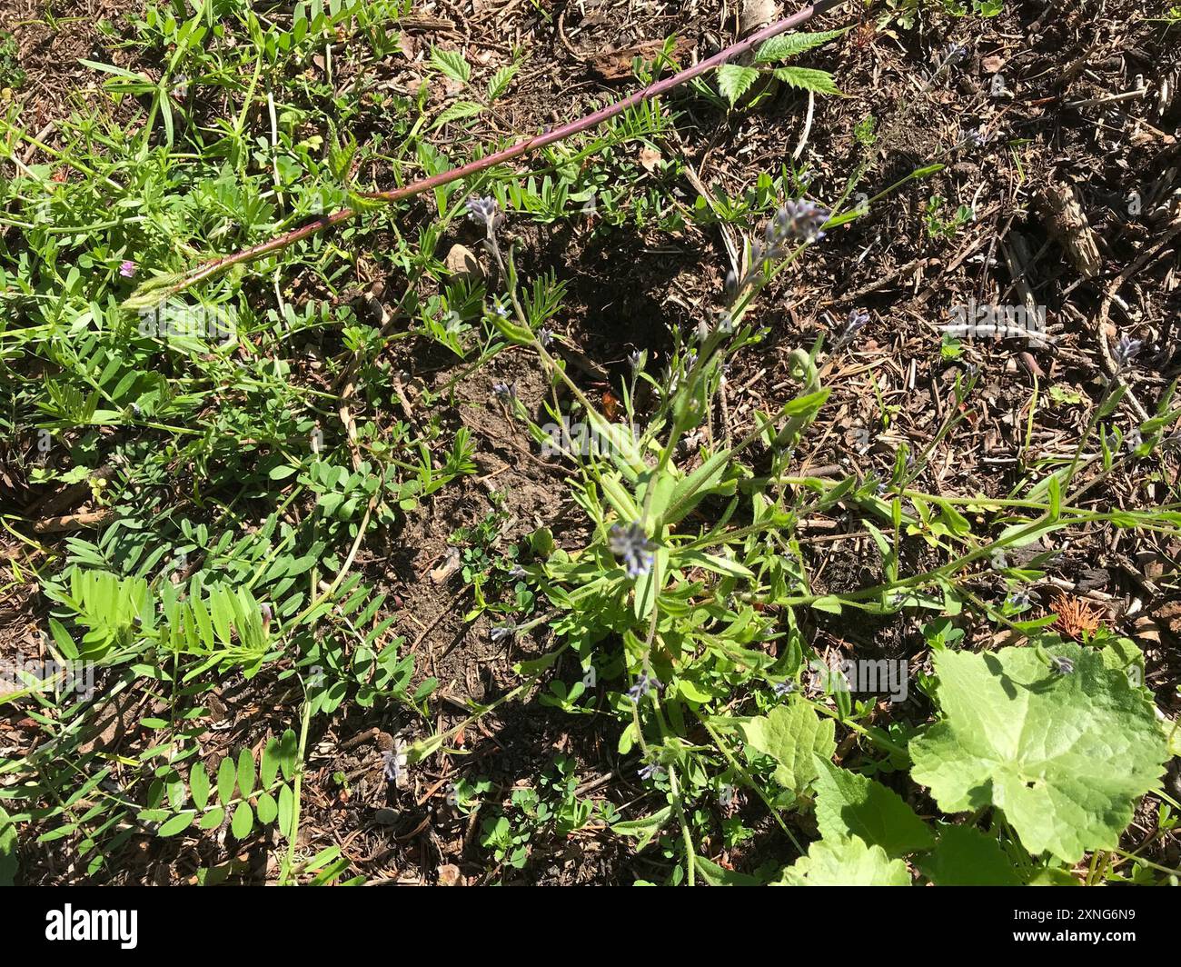 Changing Forget-me-not (Myosotis discolor) Plantae Stock Photo - Alamy