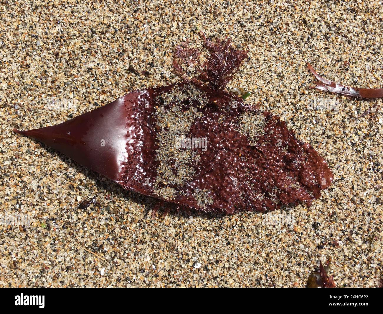 Turkish Towel (Chondracanthus exasperatus) Plantae Stock Photo - Alamy