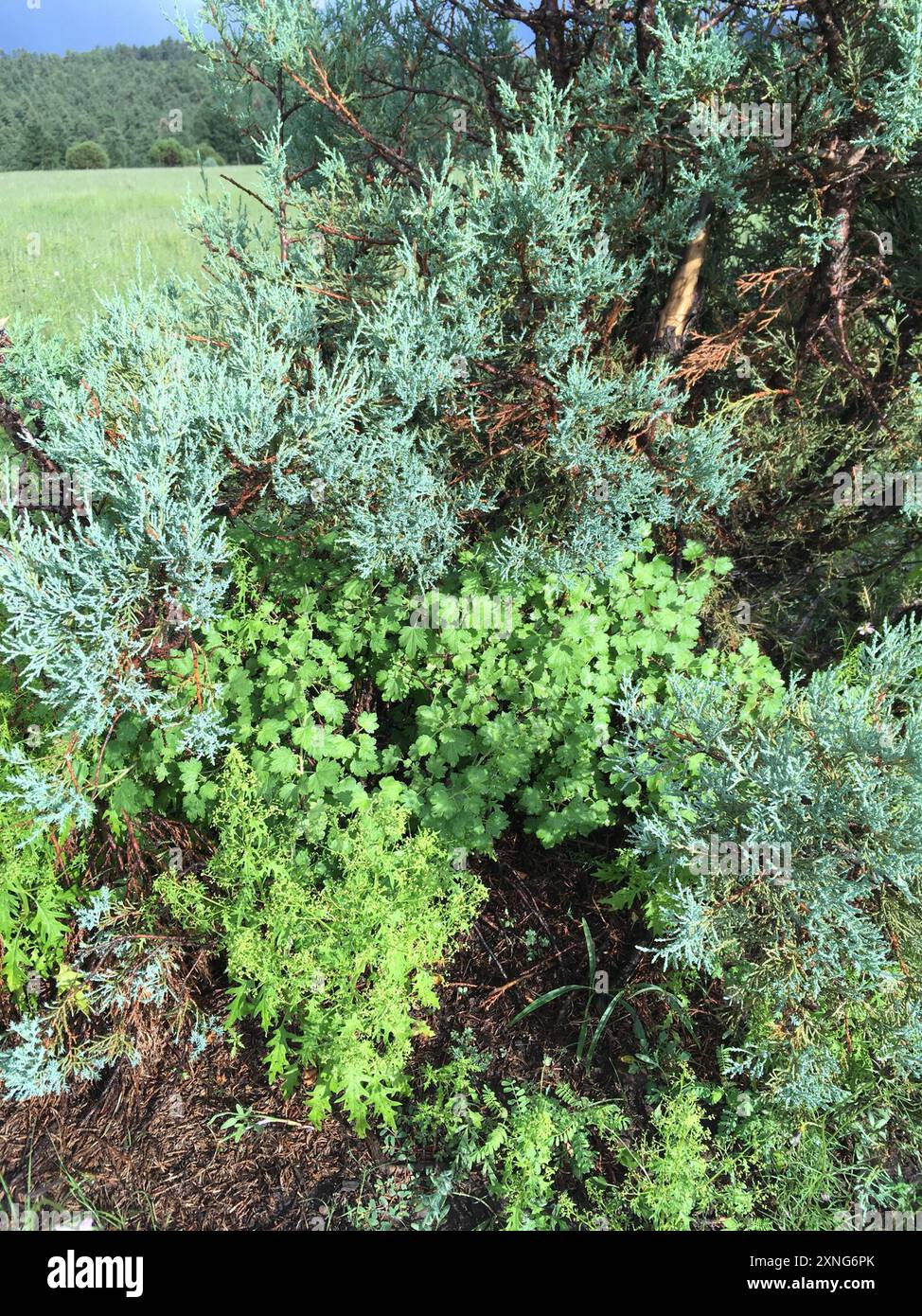 (Ribes mescalerium) Plantae Stock Photo - Alamy