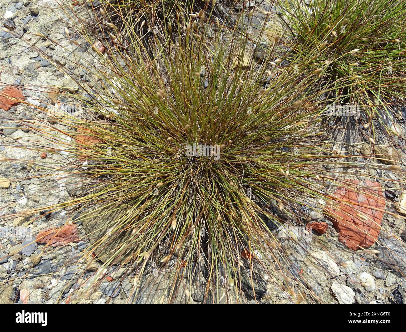 Polytrichoides hi-res stock photography and images - Alamy