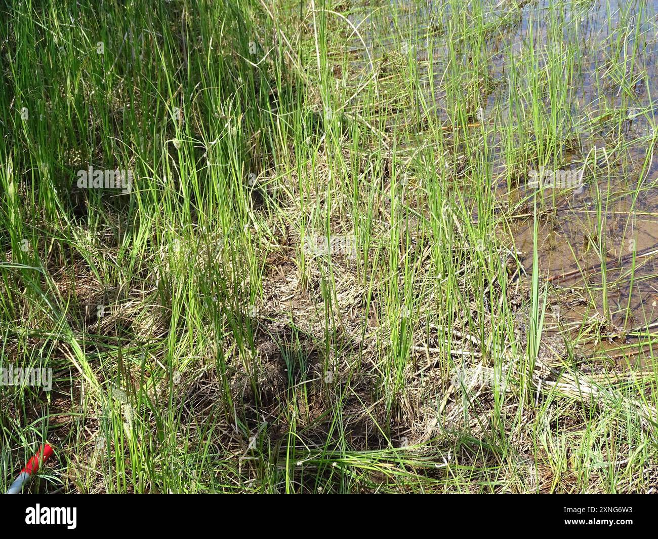 beaked sedge (Carex rostrata) Plantae Stock Photo - Alamy
