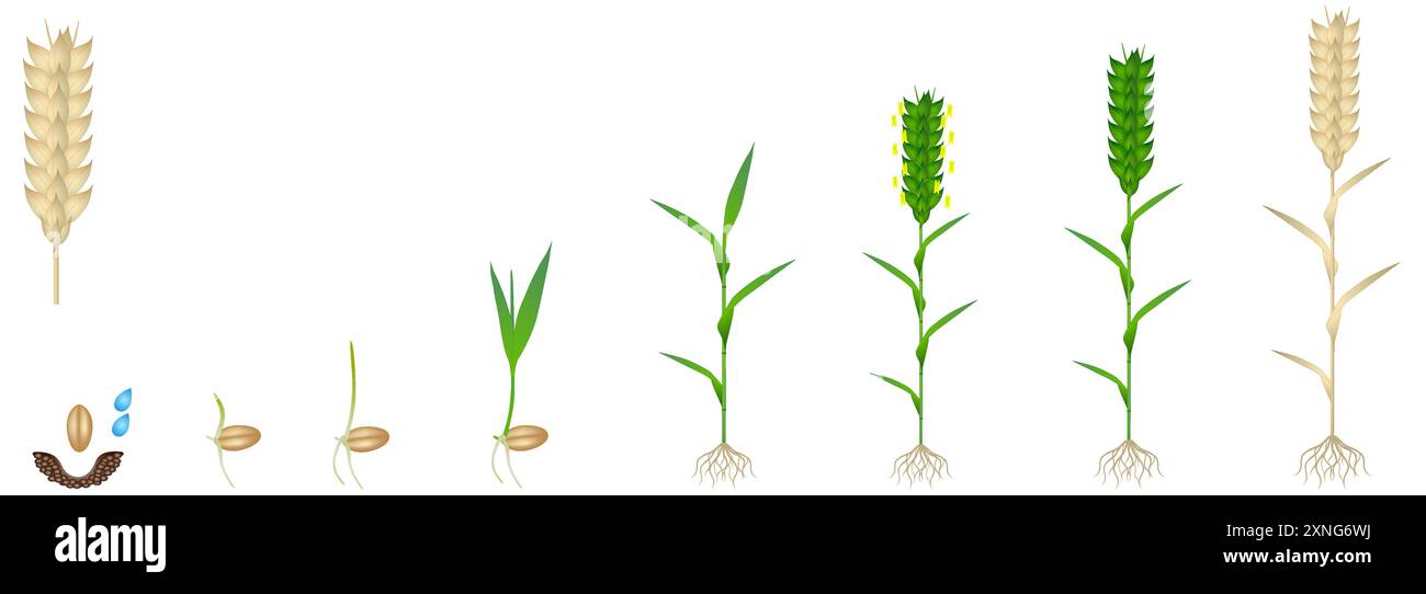 Wheat growth stages seed hi-res stock photography and images - Alamy