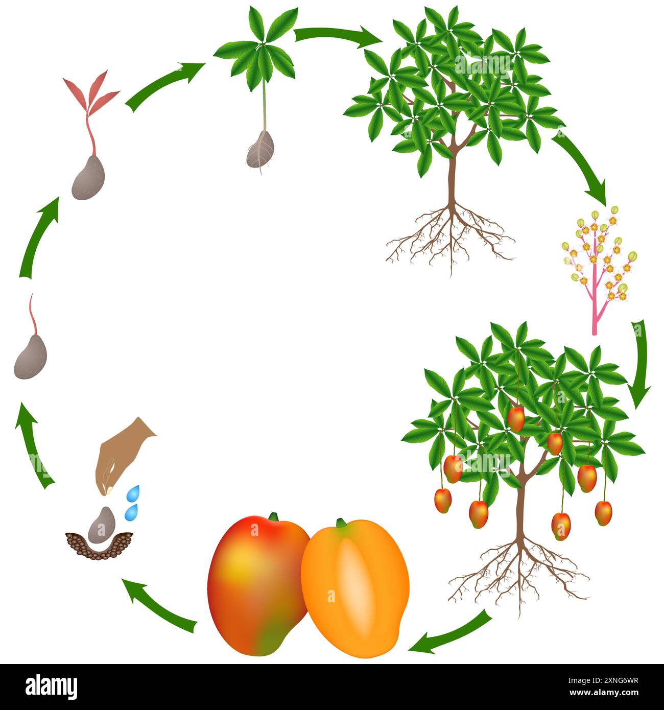 Life cycle of a mango plant on a white background Stock Vector Image ...
