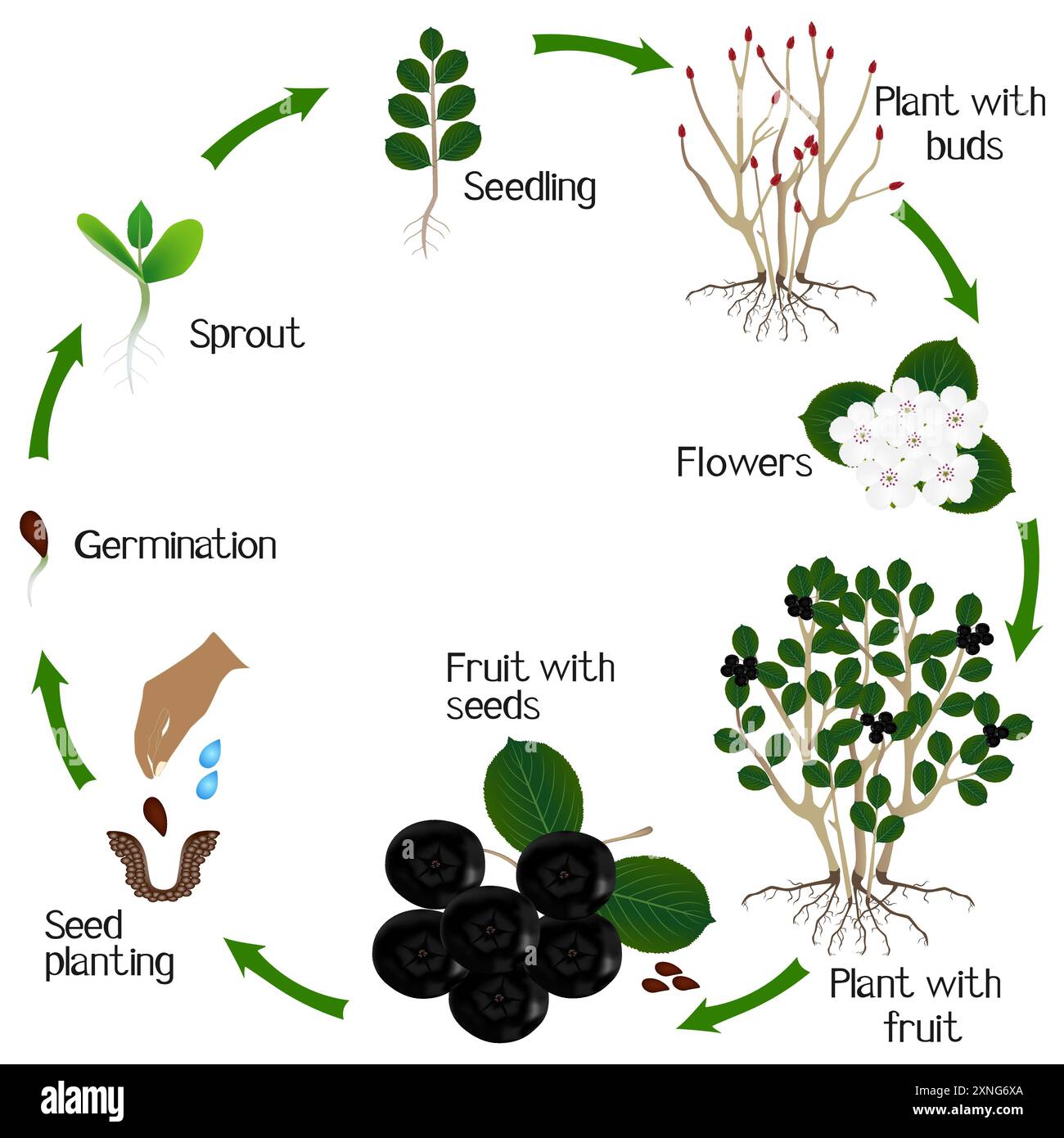 Cycle of growth of a plant of a bush black chokeberry (Aronia ...