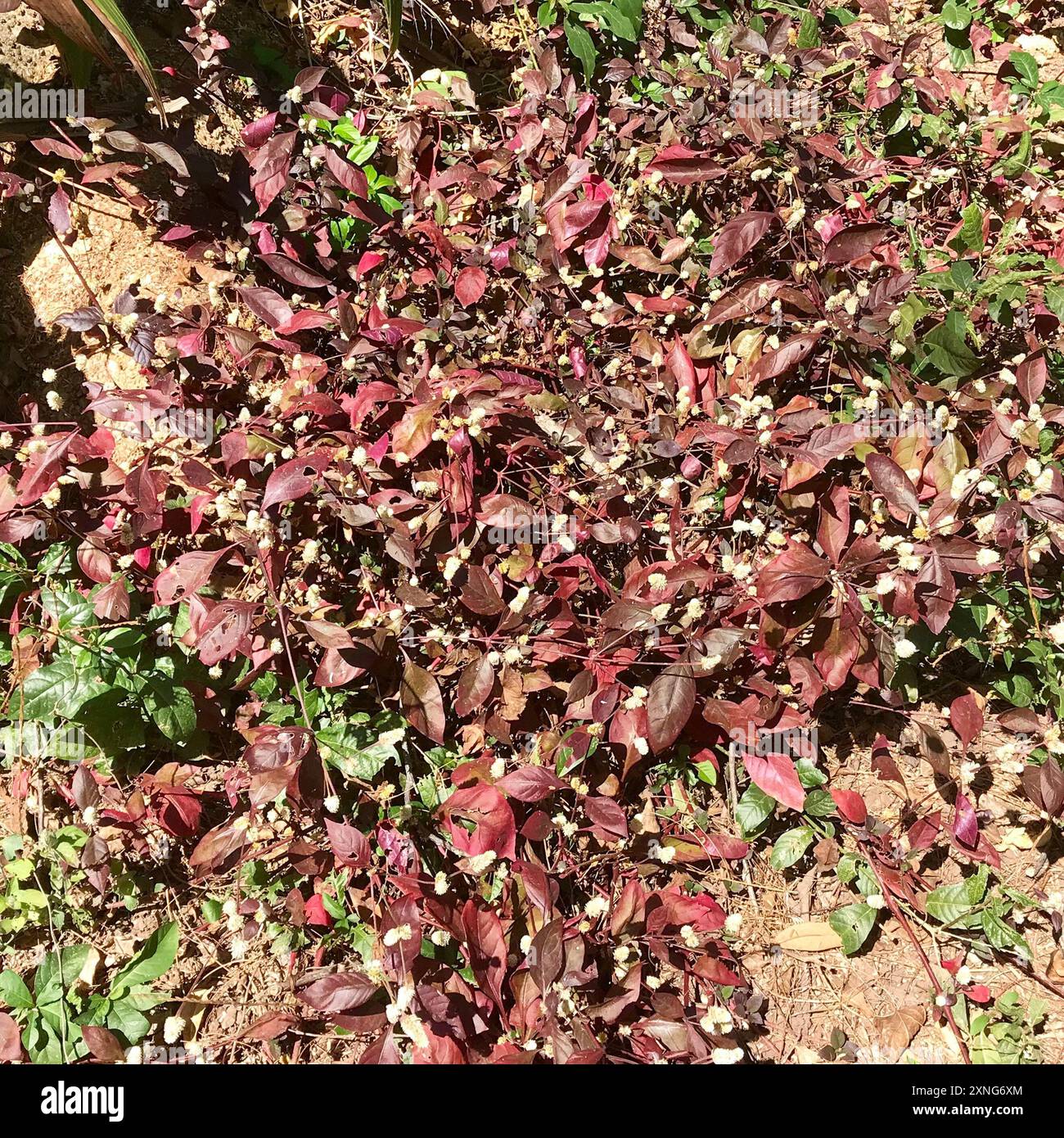 Ruby Leaf (Alternanthera brasiliana) Plantae Stock Photo - Alamy