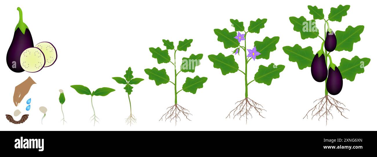 A growth cycle of a eggplant plant is isolated on a white background ...
