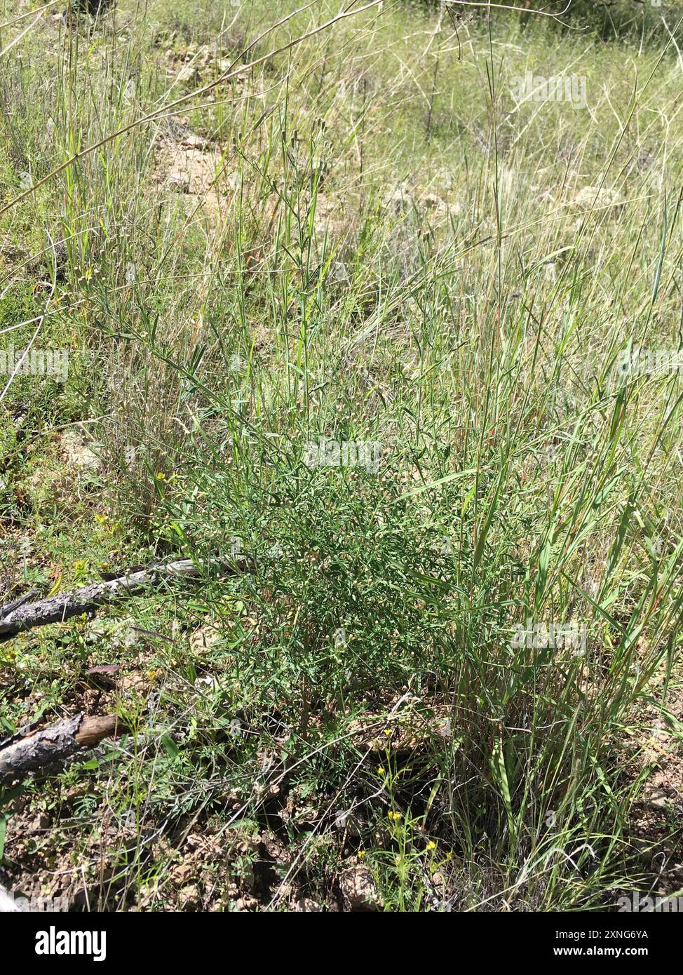 False Boneset (Brickellia eupatorioides) Plantae Stock Photo - Alamy
