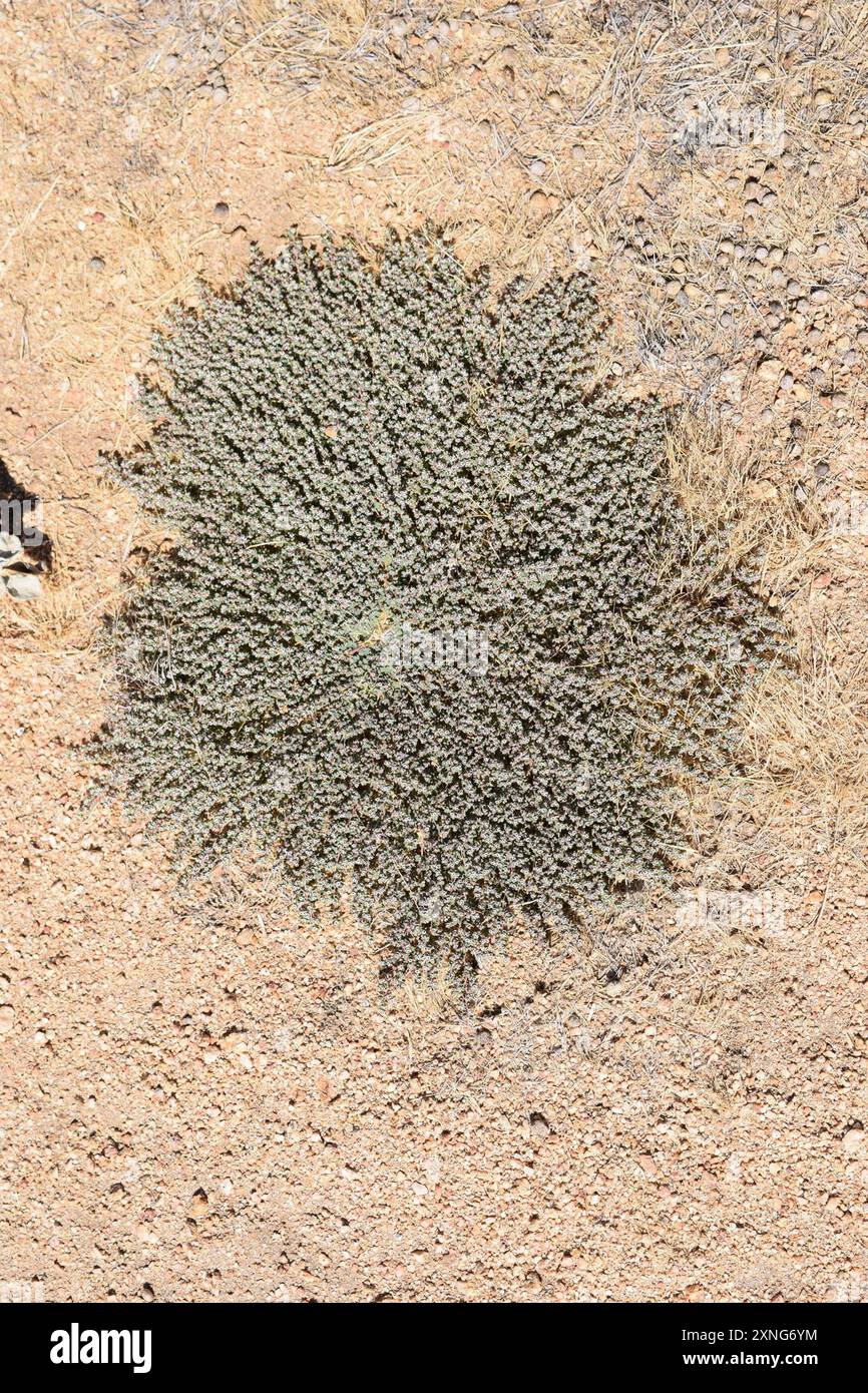 smallseed sandmat (Euphorbia polycarpa) Plantae Stock Photo - Alamy