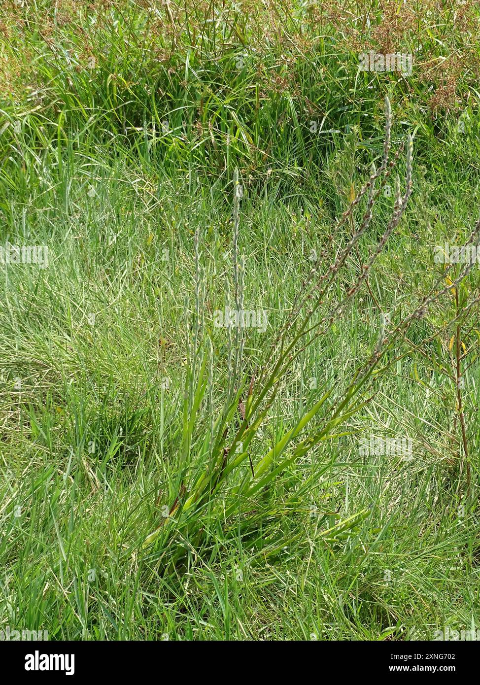 woolly frog's-mouth (Philydrum lanuginosum) Plantae Stock Photo - Alamy