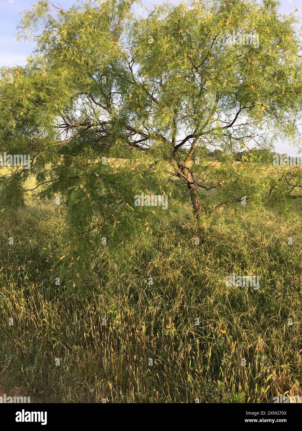 honey mesquite (Neltuma glandulosa) Plantae Stock Photo - Alamy
