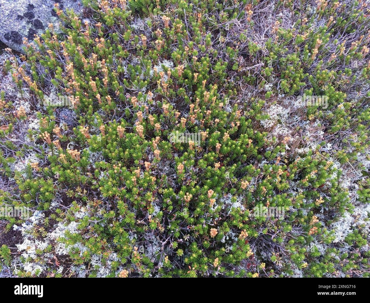 pink mountainheath (Phyllodoce empetriformis) Plantae Stock Photo - Alamy