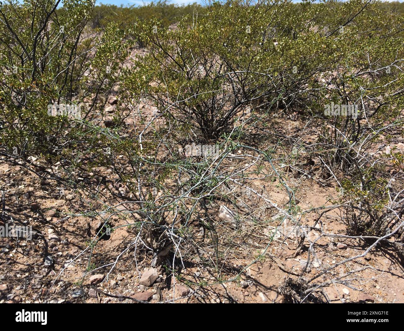 Slimlobe Globeberry (Ibervillea tenuisecta) Plantae Stock Photo - Alamy