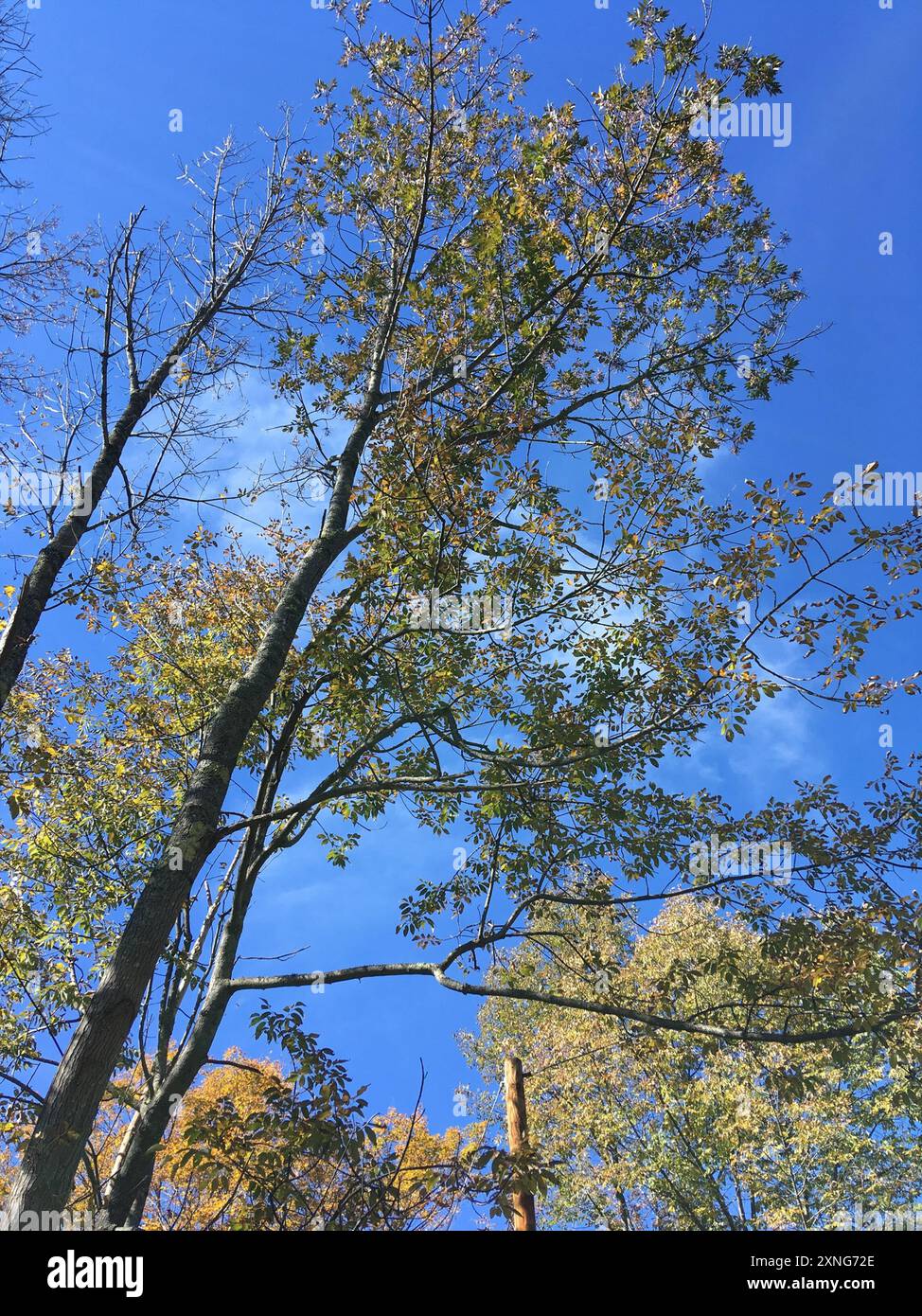 ashes (Fraxinus) Plantae Stock Photo - Alamy