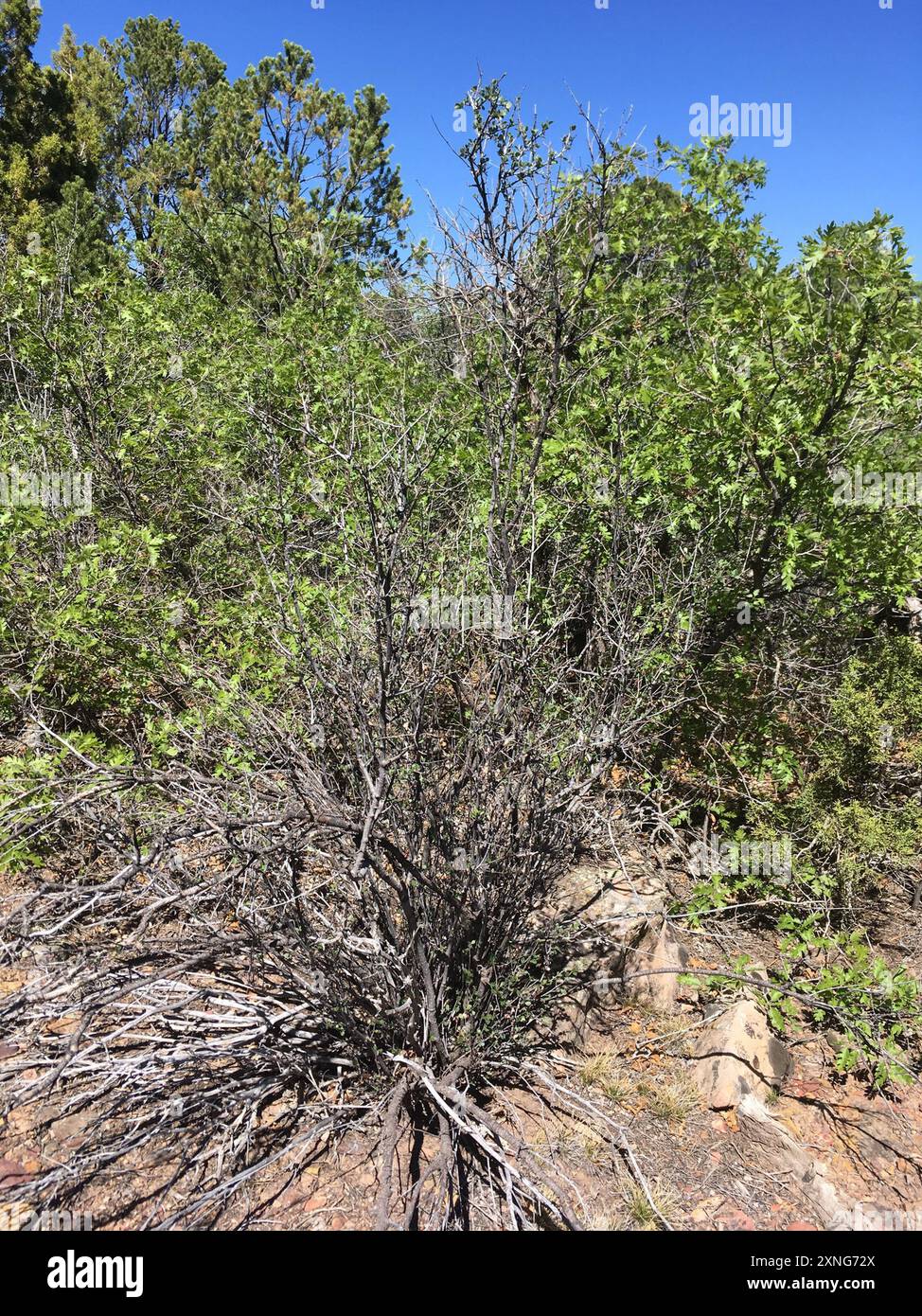 Alderleaf Mountain Mahogany (Cercocarpus montanus) Plantae Stock Photo ...