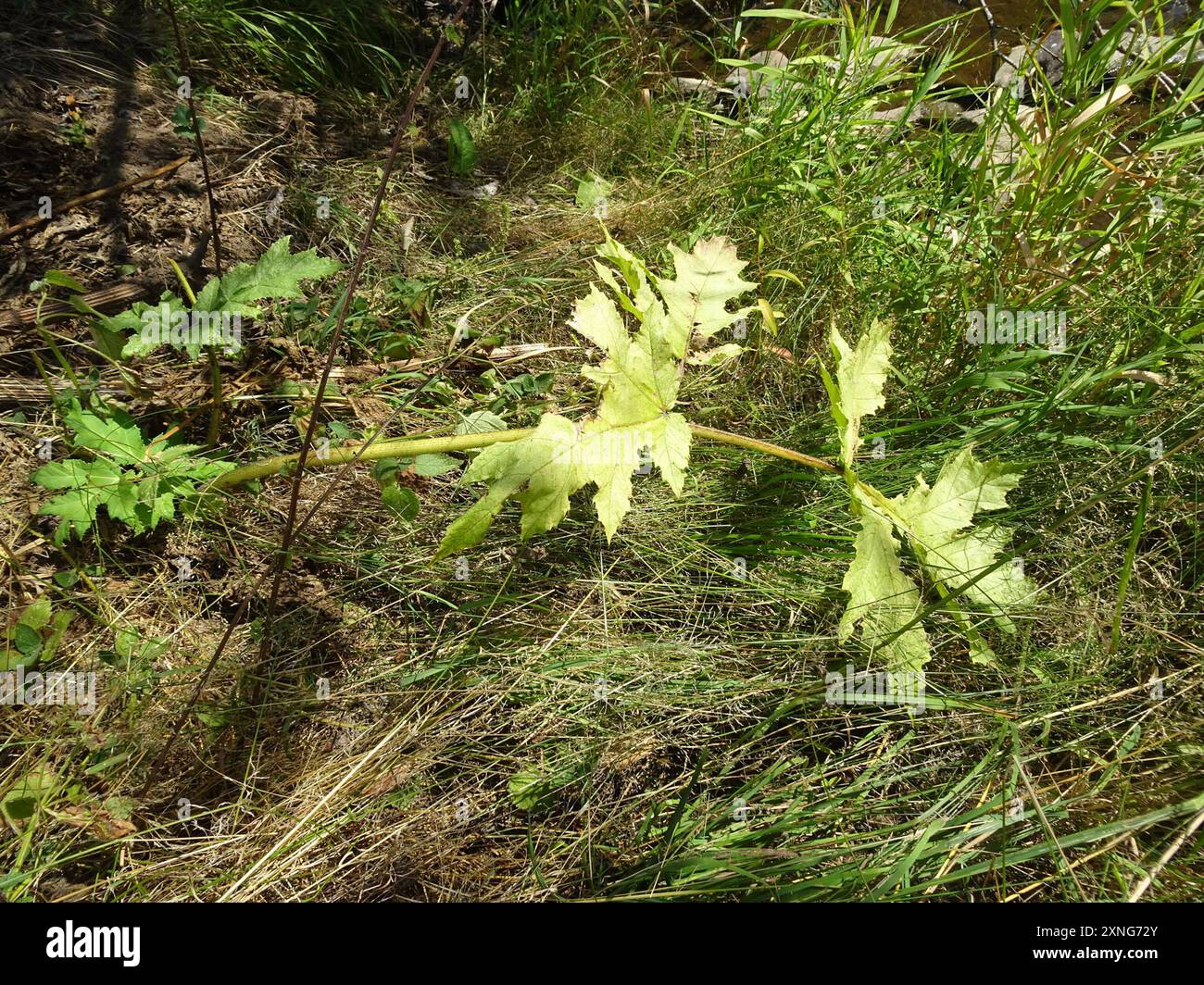 Giant Hogweed (Heracleum mantegazzianum) Plantae Stock Photo - Alamy