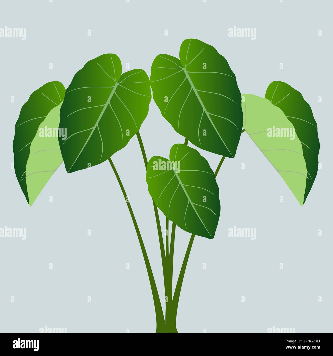 Taro ground hi-res stock photography and images - Alamy