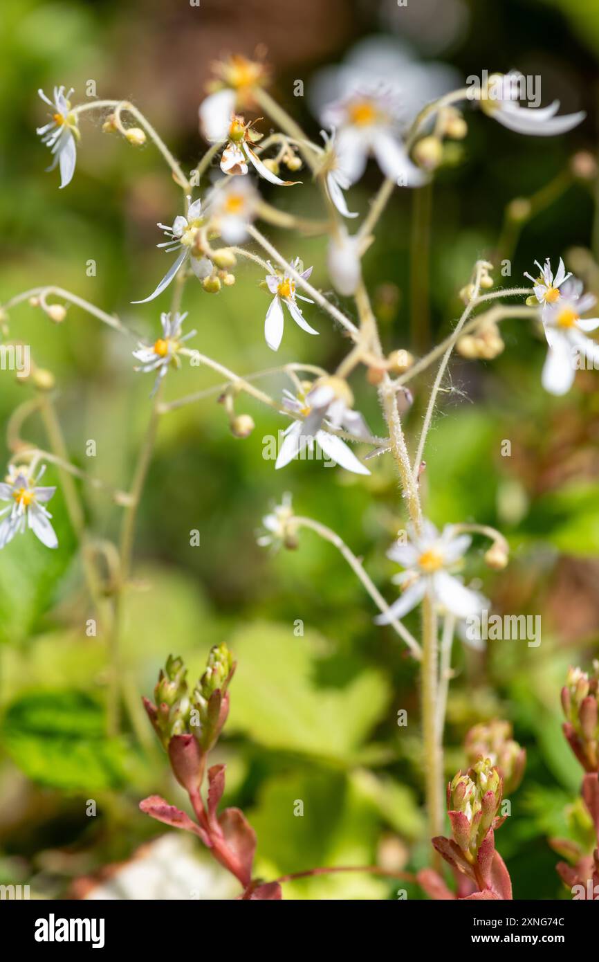 Close up of creeping saxifrage (saxifraga stolonifera) in bloom Stock ...