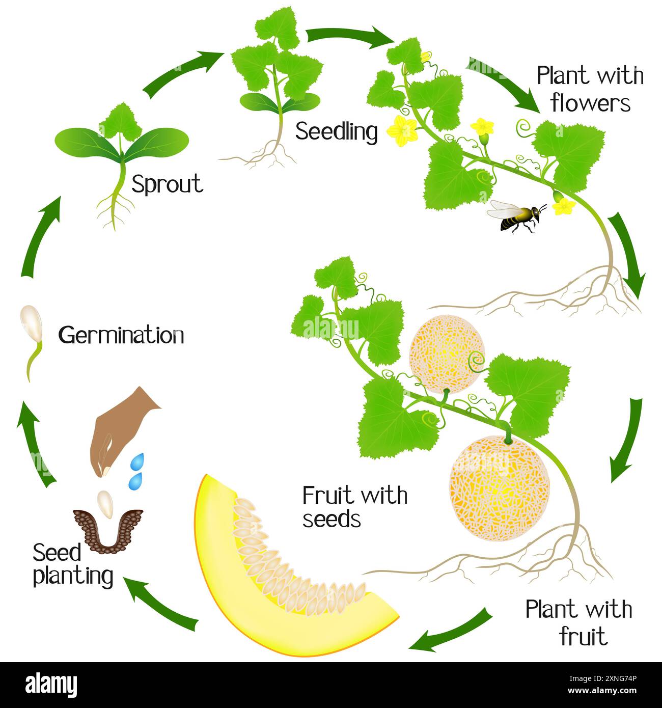 Life cycle of a yellow melon plant on a white background Stock Vector ...