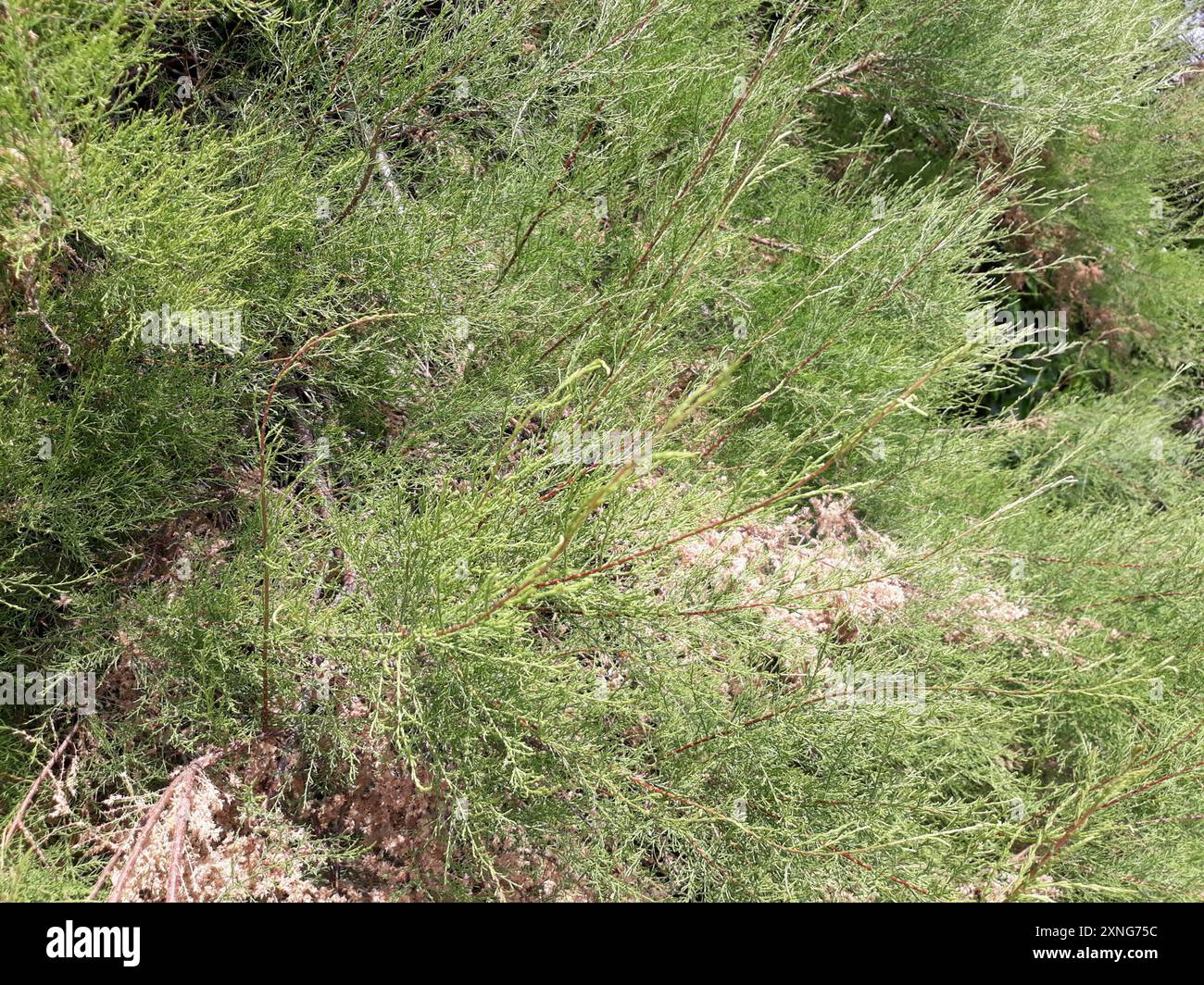 French tamarisk (Tamarix gallica) Plantae Stock Photo - Alamy
