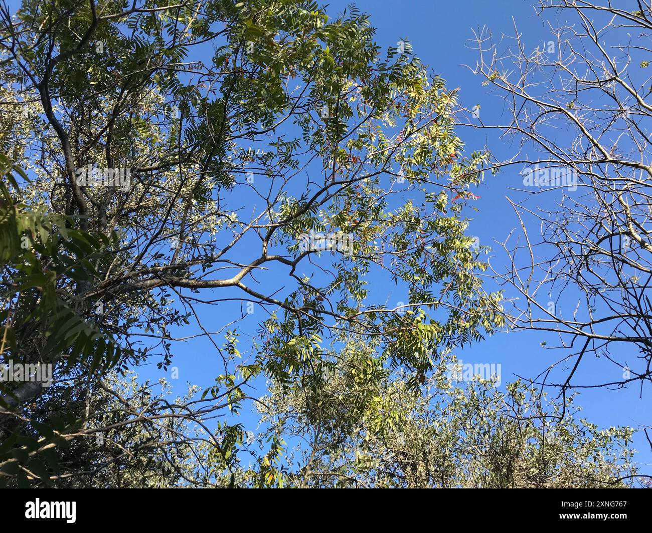 Prairie flameleaf sumac (Rhus lanceolata) Plantae Stock Photo - Alamy