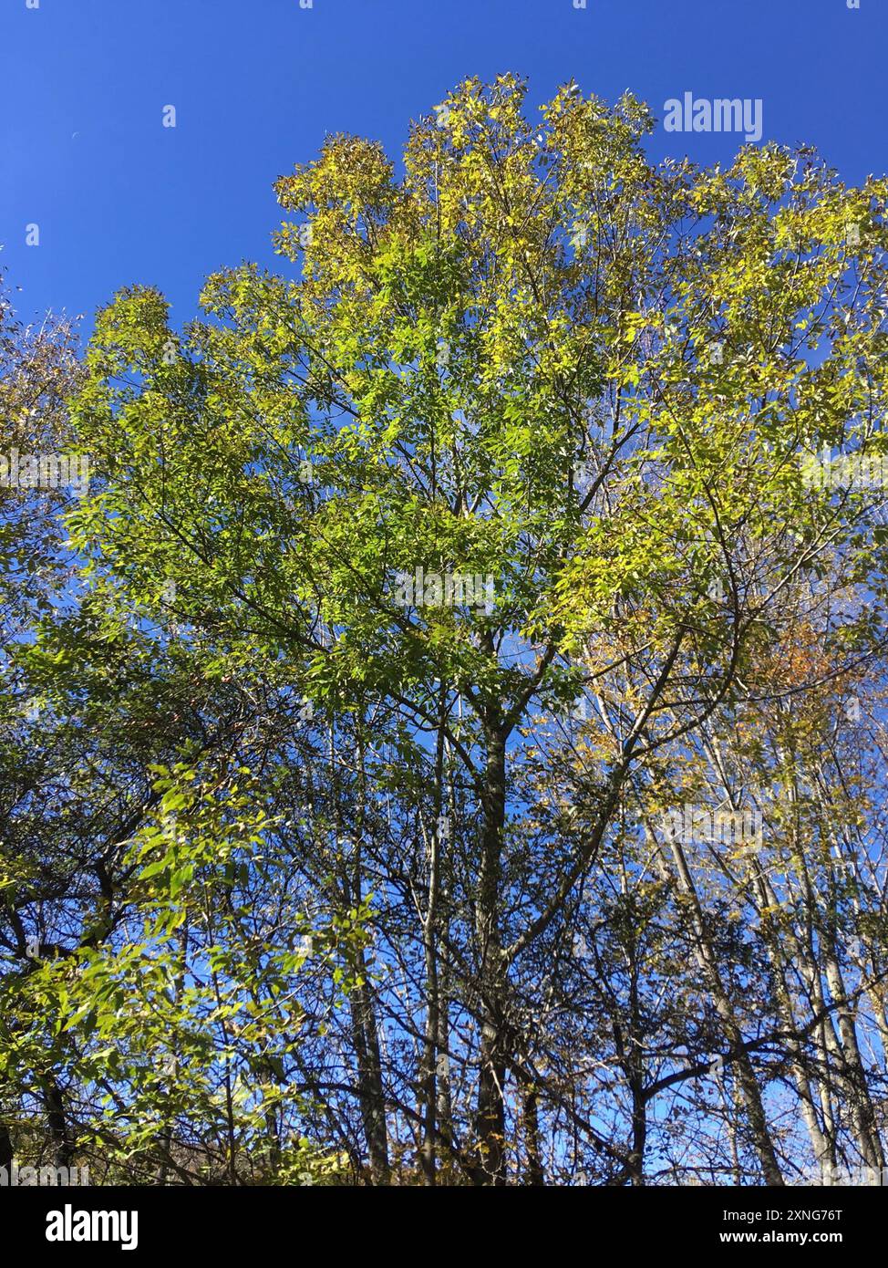 ashes (Fraxinus) Plantae Stock Photo - Alamy