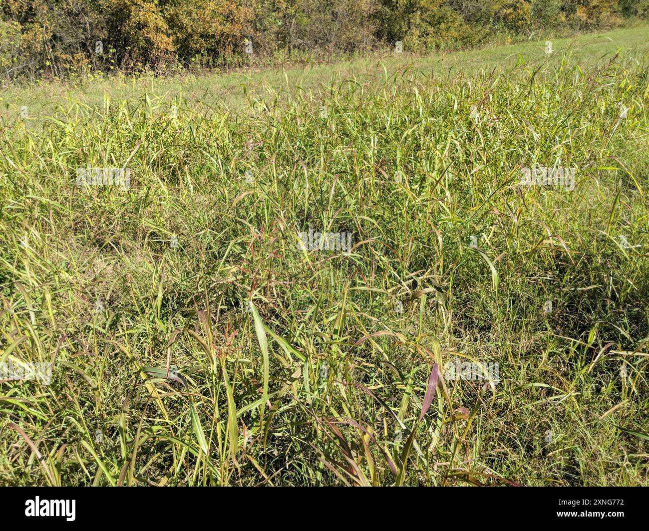Johnson grass (Sorghum halepense) Plantae Stock Photo - Alamy