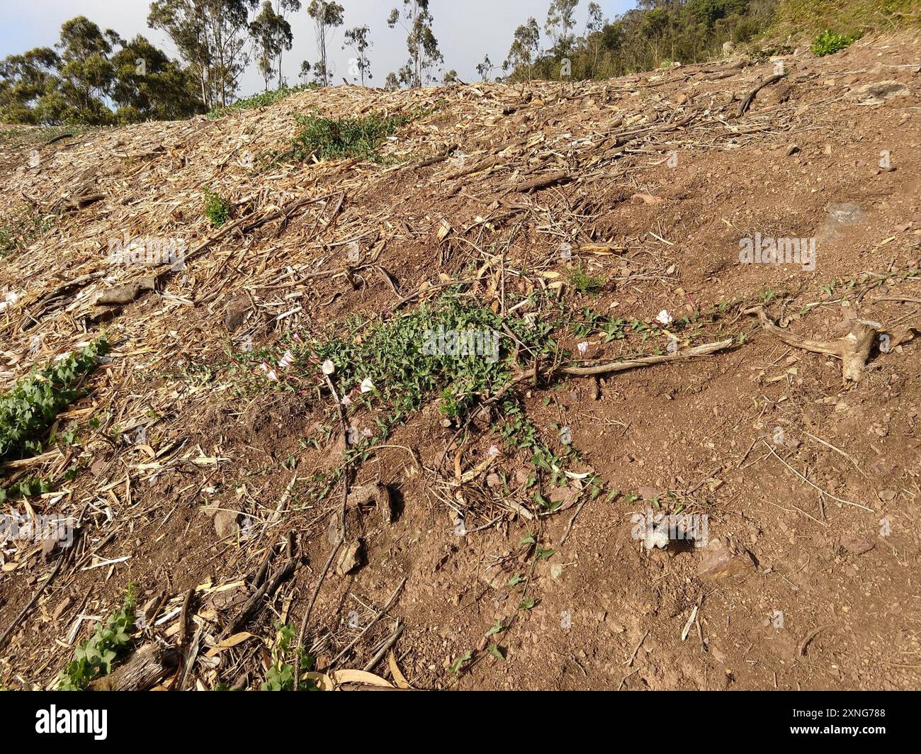 Pacific false bindweed (Calystegia purpurata purpurata) Plantae Stock ...