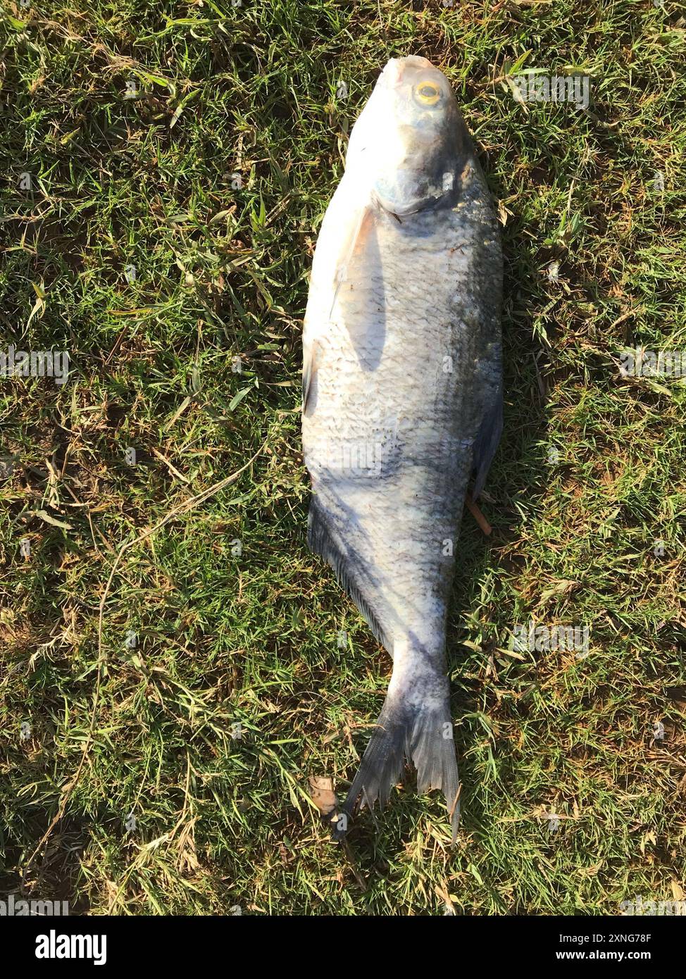 American gizzard shad hi-res stock photography and images - Alamy