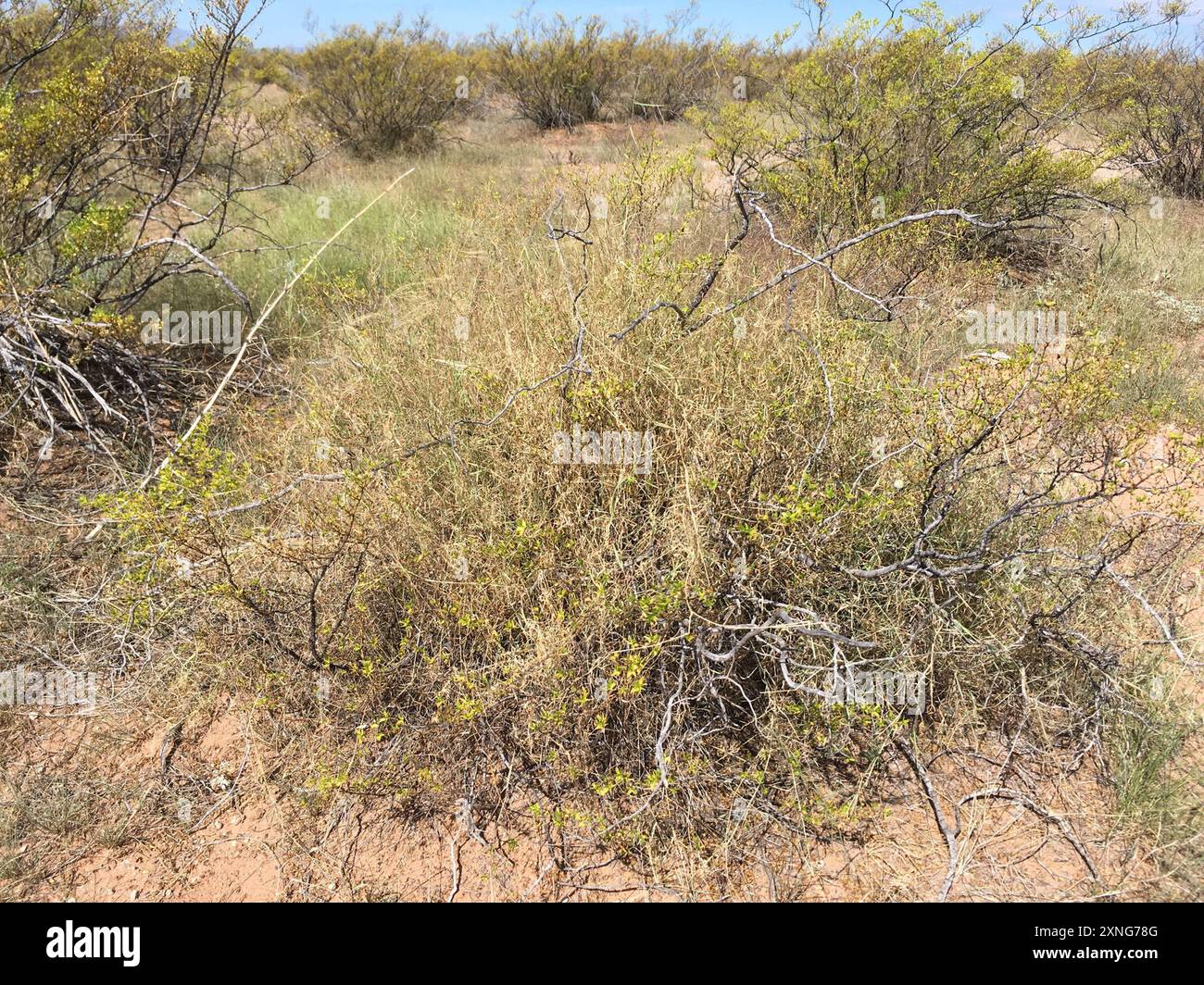 Bush Muhly (Muhlenbergia porteri) Plantae Stock Photo - Alamy