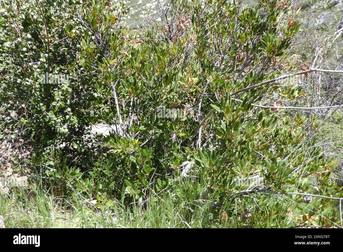 Heteromeles arbutifolia toyon hi-res stock photography and images - Alamy